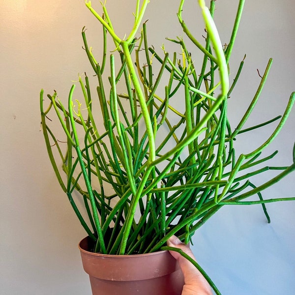 Pencil Cactus - Etsy