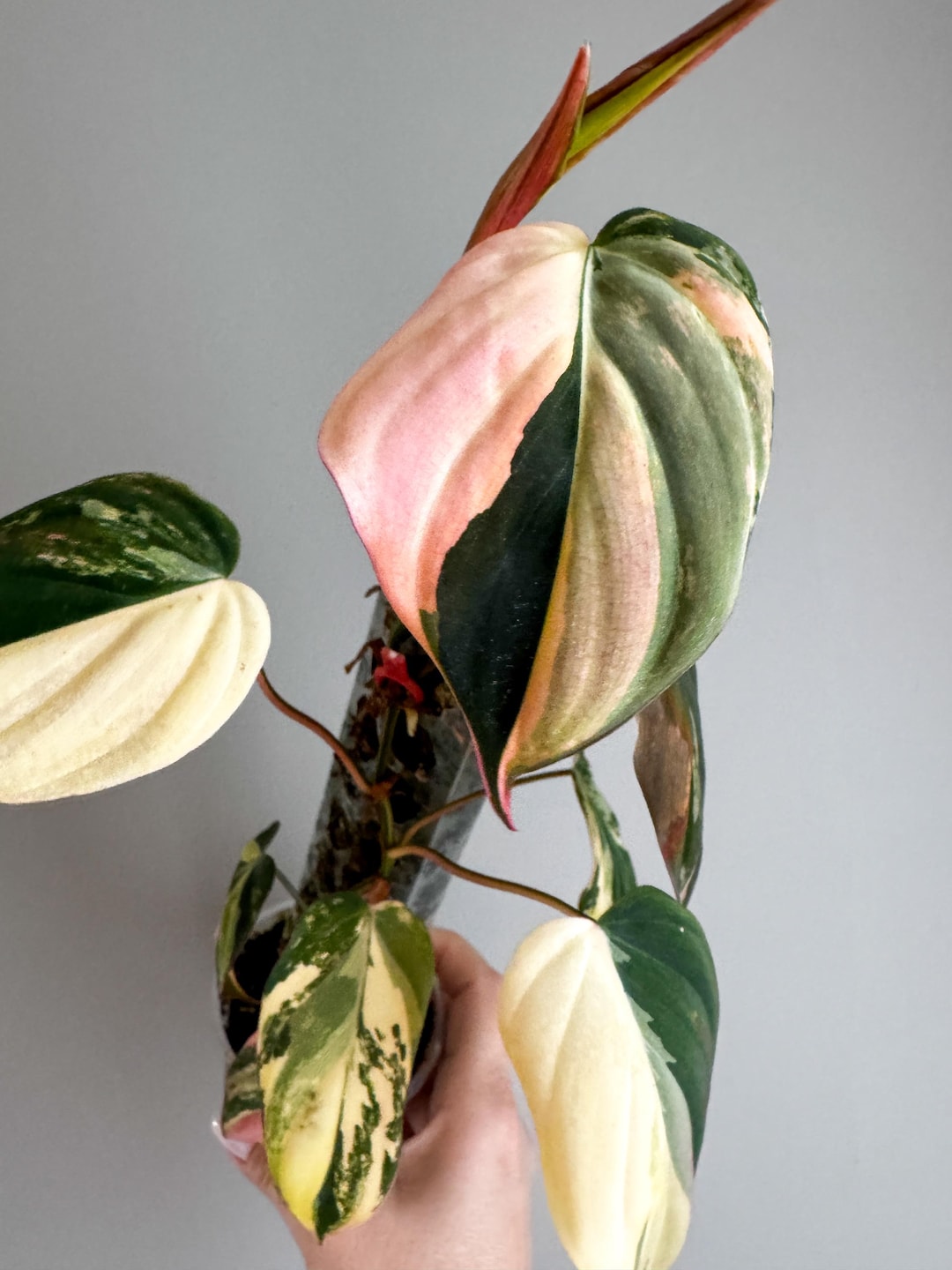 Philodendron - Aurea Pink Micans - RARE - Etsy