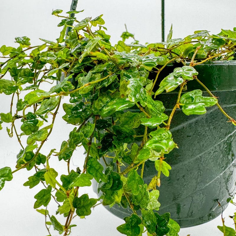 String of Frogs - Etsy