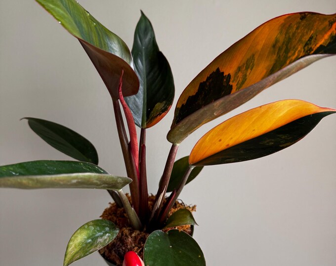 Philodendron Variegated Red Congo 4" - Etsy