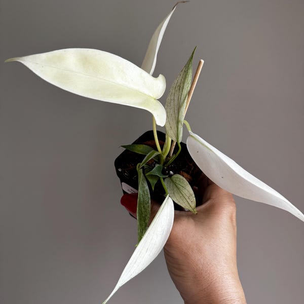 Florida Ghost Philodendron - Etsy