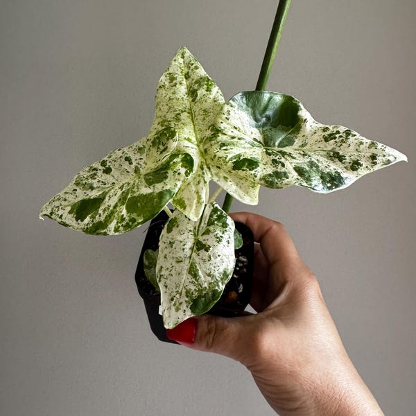 Bulbasaur Monstera - Etsy