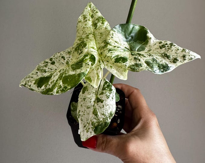 Alocasia Venom Corm - Etsy