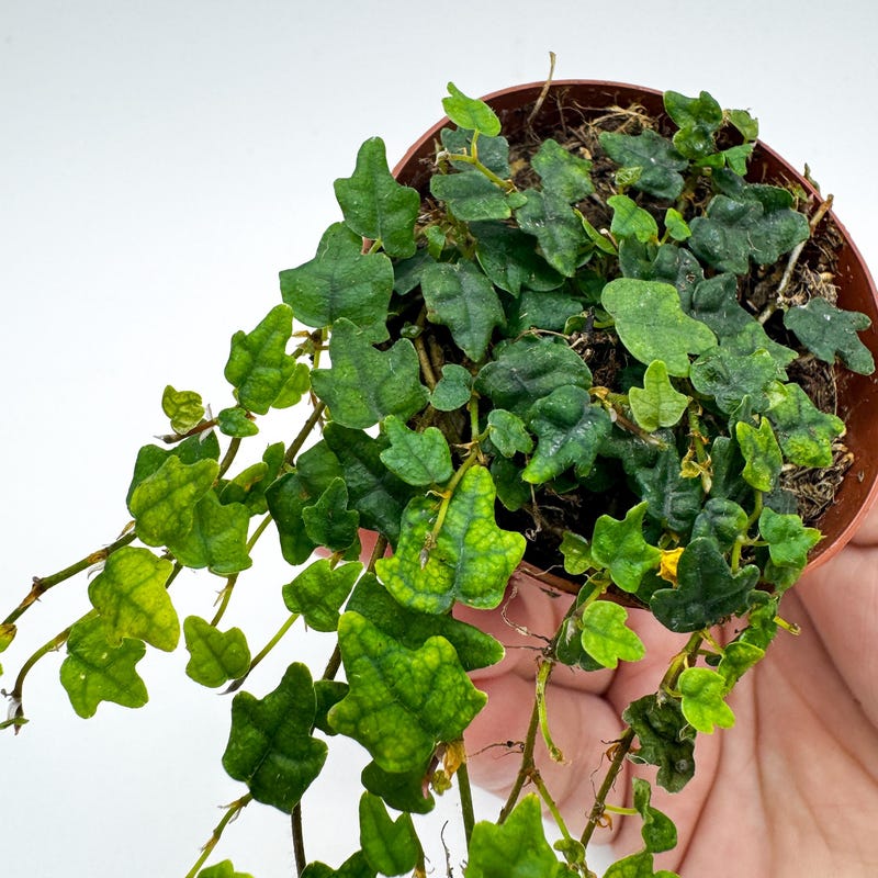 String of Frogs - Etsy