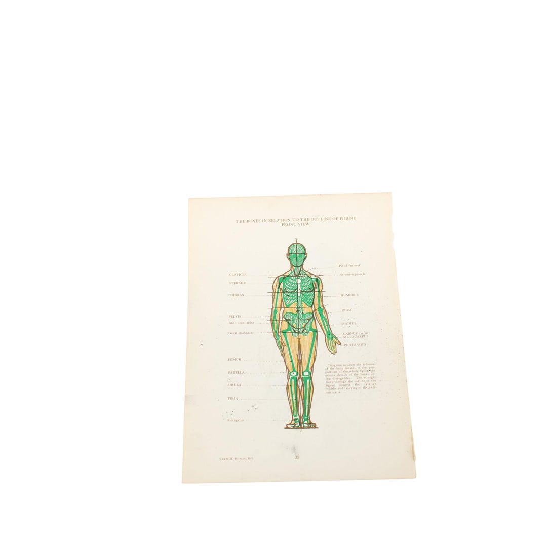 1946 Anatomical Diagram Art Students Front Body Arm Muscles Vintage ...