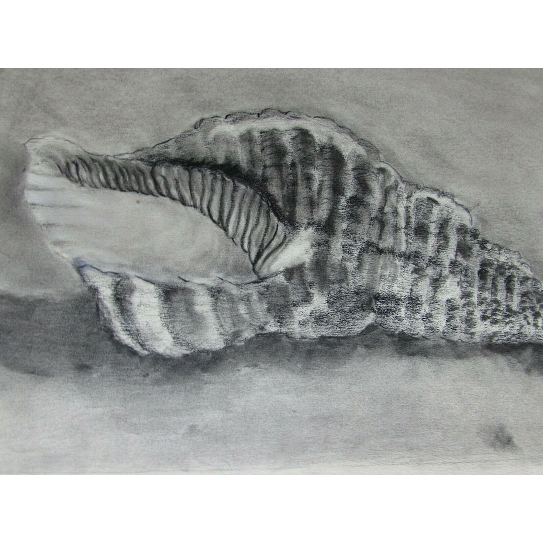 Vintage Charcoal Chalk Drawing Shell 1970 53049 Jay Feining - Etsy