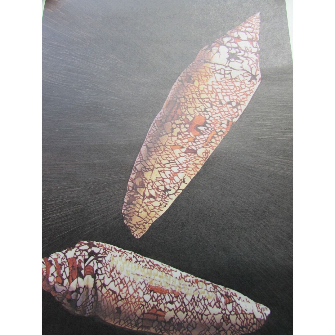 Vintage Glory Bengal Shell Lithograph Print Helen De Werd United ...