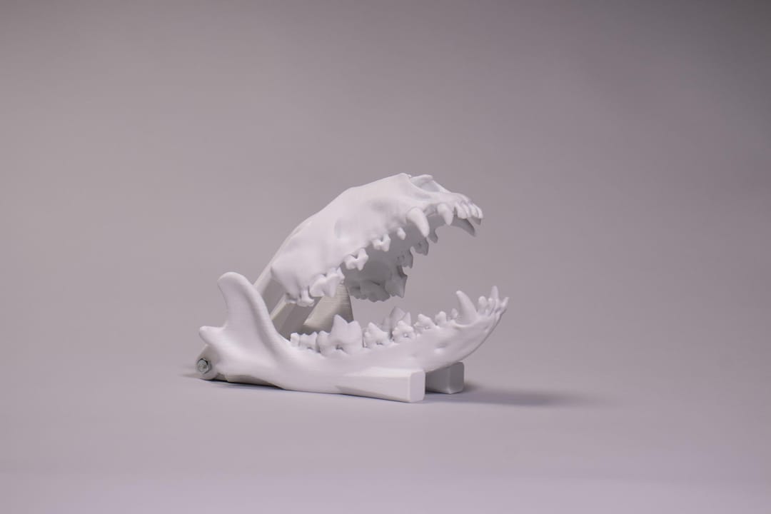 Movable Dog Jaw - the Demo Model, an Anatomically Accurate Visual Aid ...