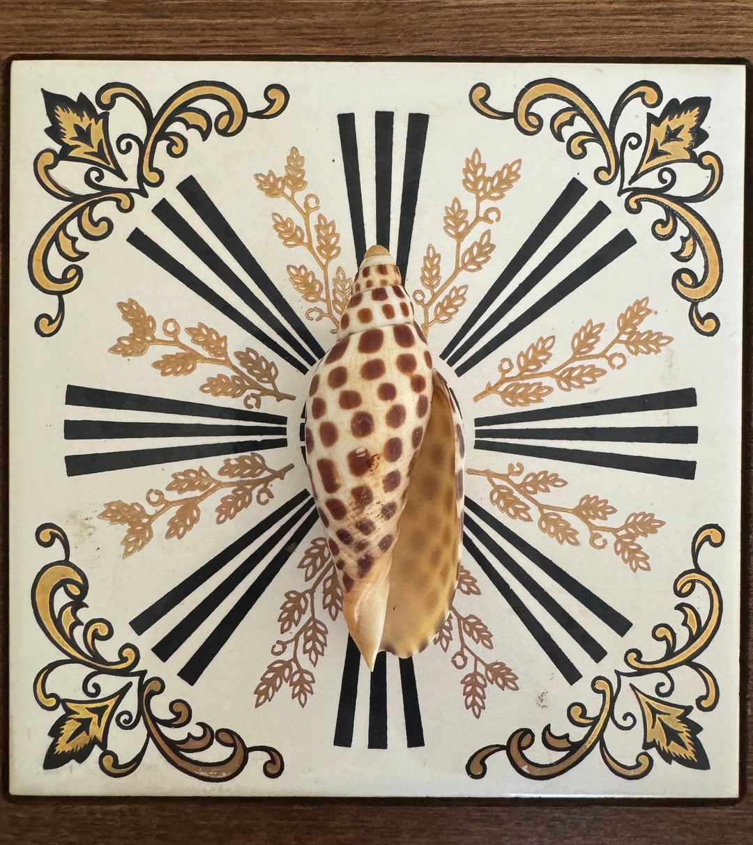 Junonia Shell, Scaphella, 3 Inches, Rare Shell, Collector Item, Beach ...