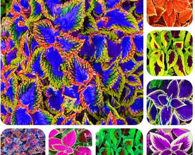 40 Seeds Breathtaking Coleus Plant Semillas Samen Grained - Etsy Canada