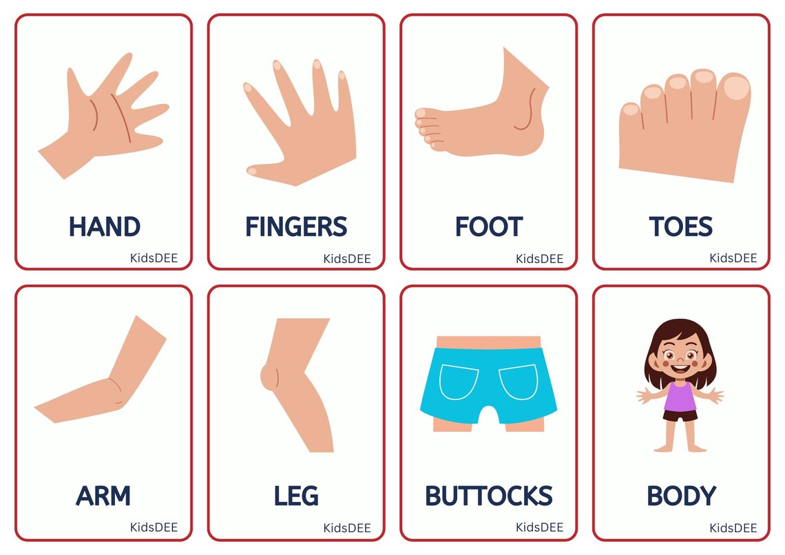 Educational Body Parts Flashcards for Kids - Anatomy Learning Aid - Fun ...