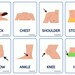 Educational Body Parts Flashcards for Kids - Anatomy Learning Aid - Fun ...