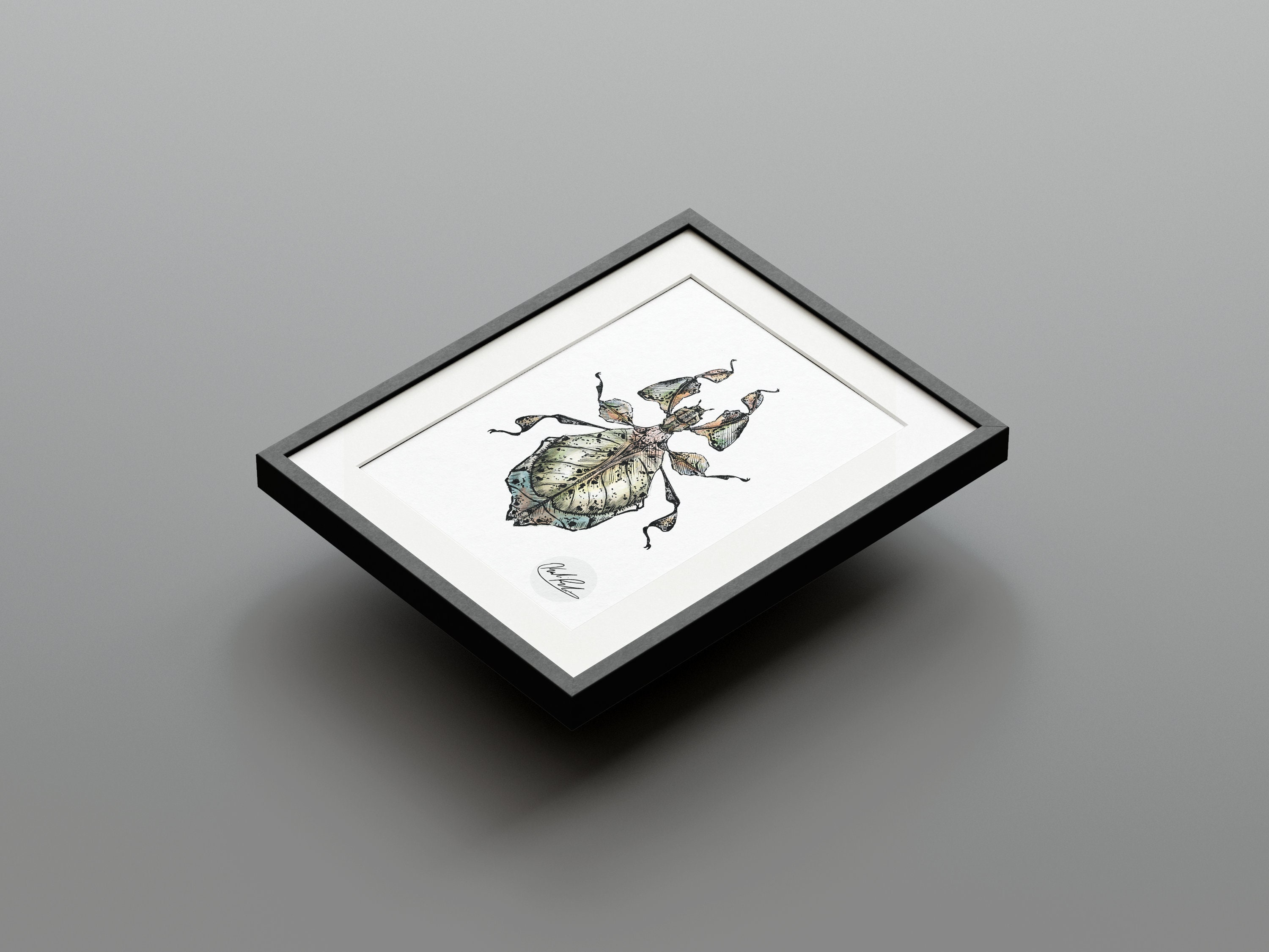 Malaysian Leaf Insect Illustration - Etsy