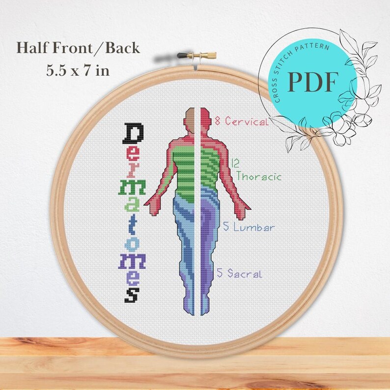 Dermatome Map Anatomical Cross Stitch Pattern (instant PDF Download ...