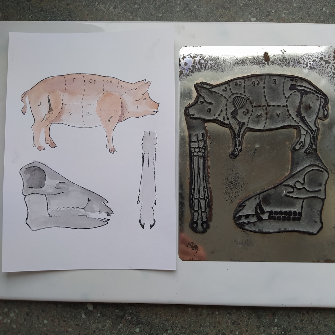 Vintage Rubber Stamp of Pig Anatomical Cut of Pig - Etsy