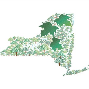 New York - State Tree Print 11x14 - Etsy