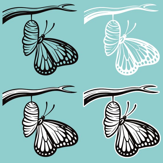 Dessin De Cocon De Papillon