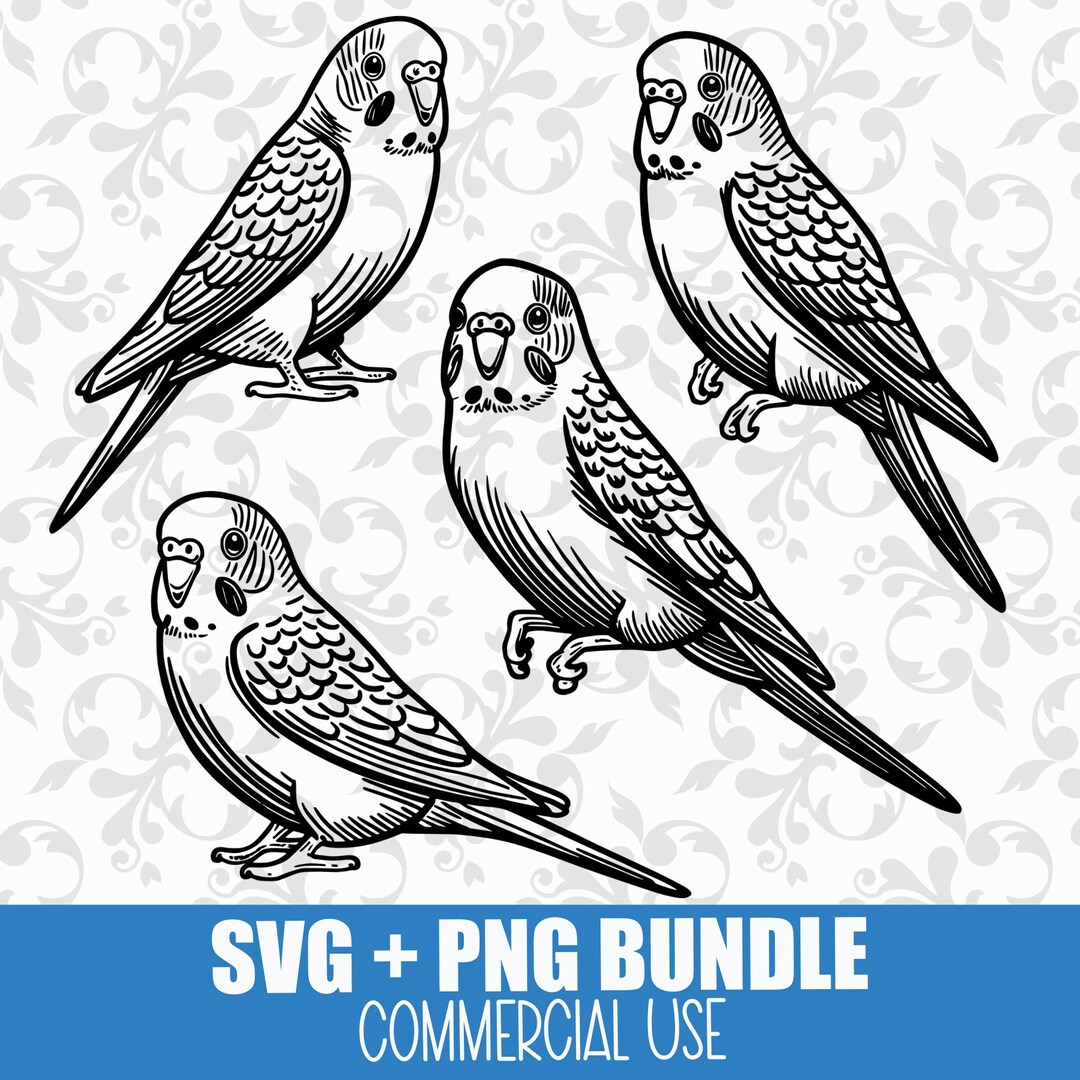 Budgie Bird SVG & PNG Bundle: Pet Bird Cut File, Bird Lover, Vector ...