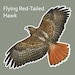 Vinyl Bird Stickers 7 Designs to Choose From Hawk Falcon - Etsy