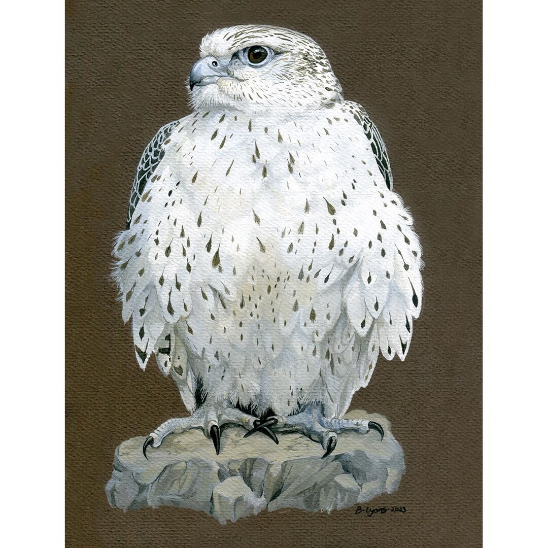Falcon Fluff - White Gyrfalcon 9X12 Inch Print - Falconry Raptor Bird ...