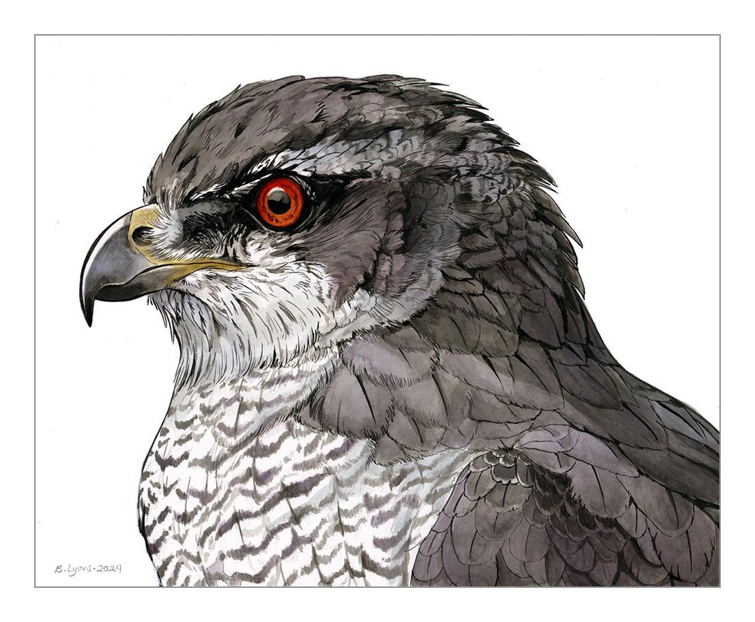 Red Eyes - ORIGINAL Goshawk Pen and Ink Drawing - Raptor Bird Falconry ...