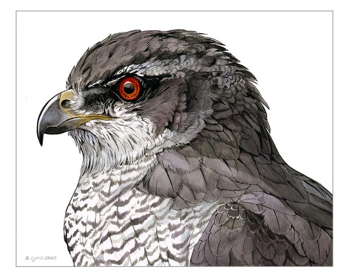 Red Eyes - ORIGINAL Goshawk Pen and Ink Drawing - Raptor Bird Falconry ...