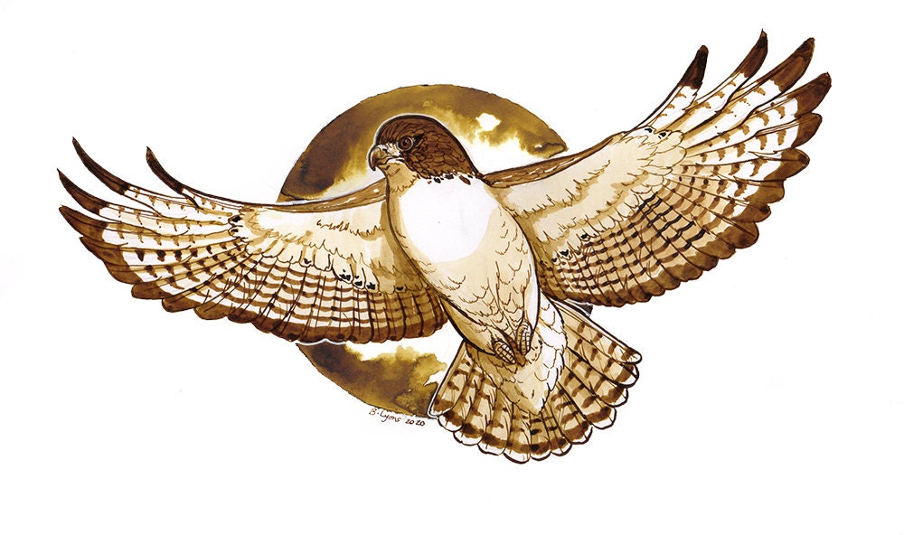 Red Tailed Hawk Flying Drawing