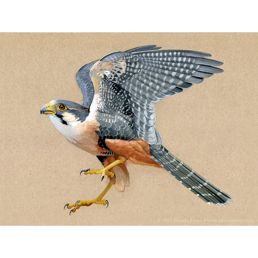 Falcon Dance - Aplomado Falcon 9X12 Inch Print - Falconry Raptor Bird ...