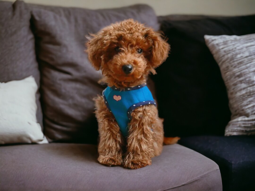 Dog Harness Sewing Pattern With Tutorial - Size 3 (A4 PDF Download ...