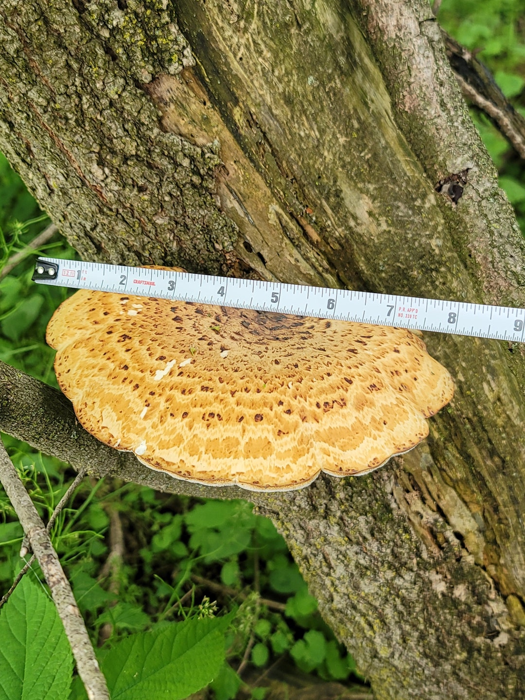 Wild Dryad Saddle Mushroom Spores - Etsy
