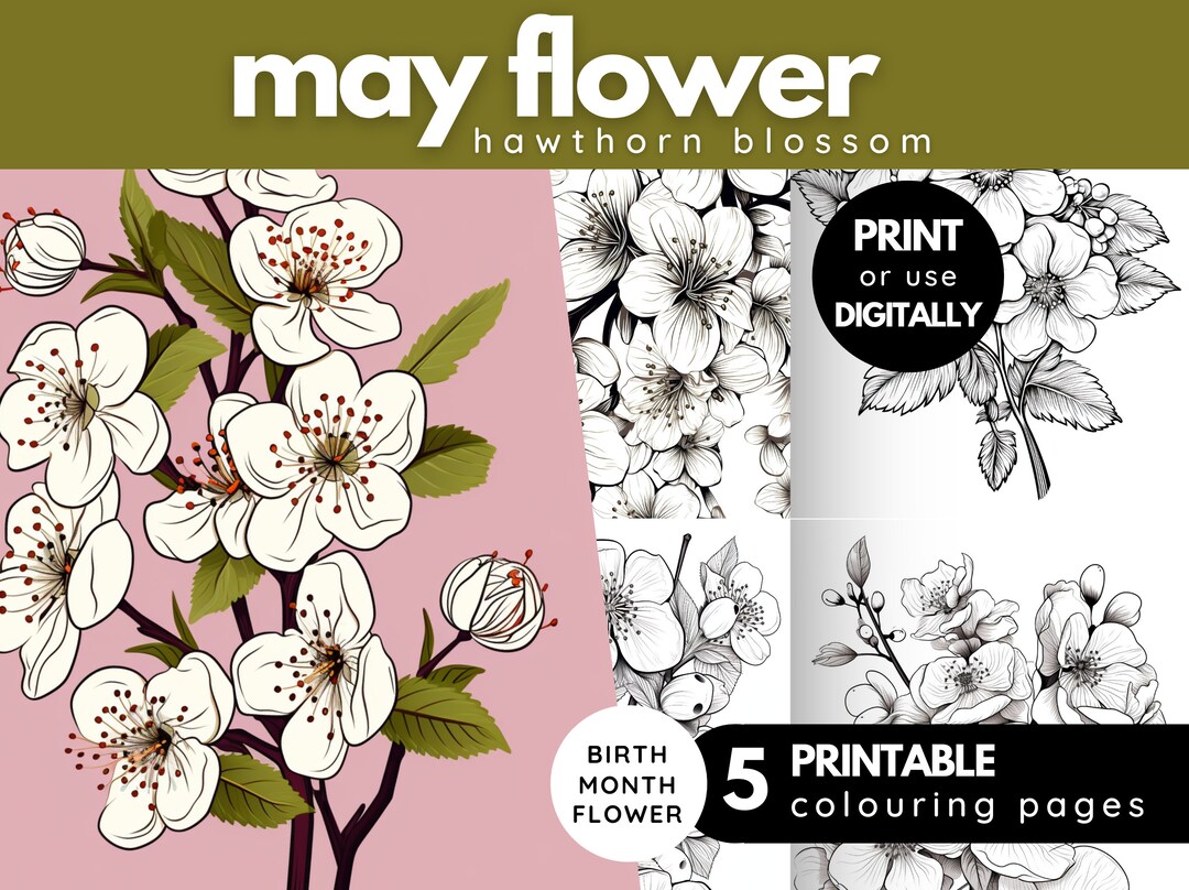 Spring Flower Coloring Book, Hawthorn Blossom Birth Flower, Botanical ...