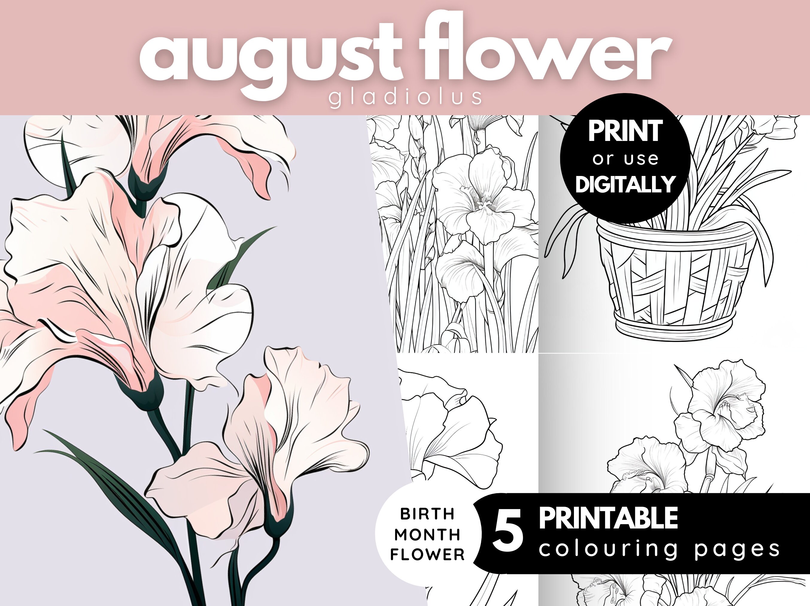 Birth Flower Coloring, August Birthday Coloring Pages, Gladiolus ...