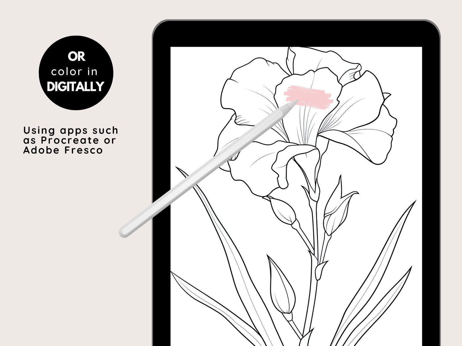 Birth Flower Coloring, August Birthday Coloring Pages, Gladiolus ...
