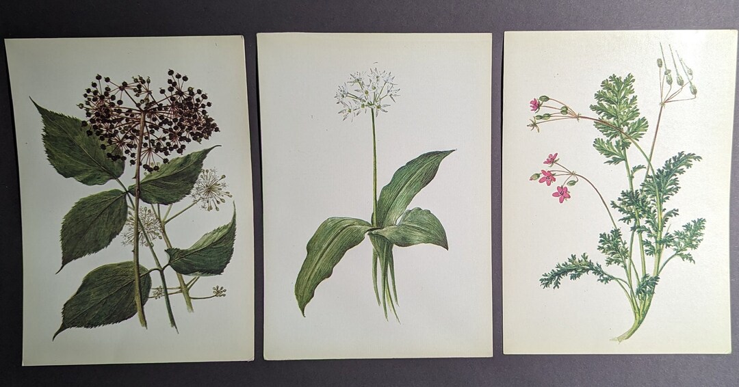 Vintage Postcards Medicinal Plants, Botanical Plants, Herb Pictures Set ...