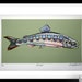 Archival Amago Trout Limited Edition Giclee Print 11x17 - Etsy
