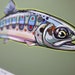 Archival Amago Trout Limited Edition Giclee Print 11x17 - Etsy