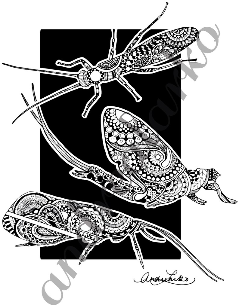 Stonefly Mayfly Caddis Black & White Art Print - Etsy