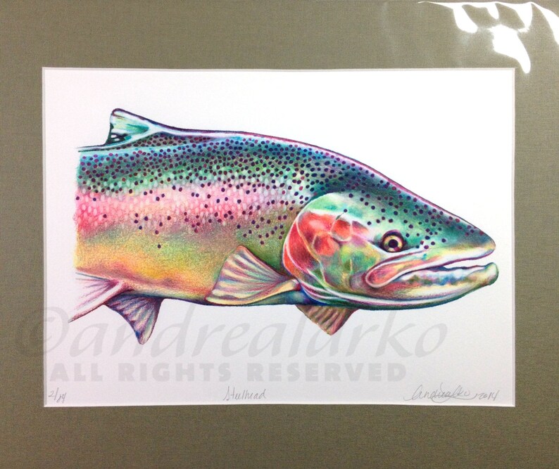 Limited Edition Steelhead Colored Pencil Art Gicleé Print 8.5"x11 ...