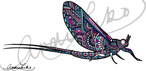 Mayfly Drawing
