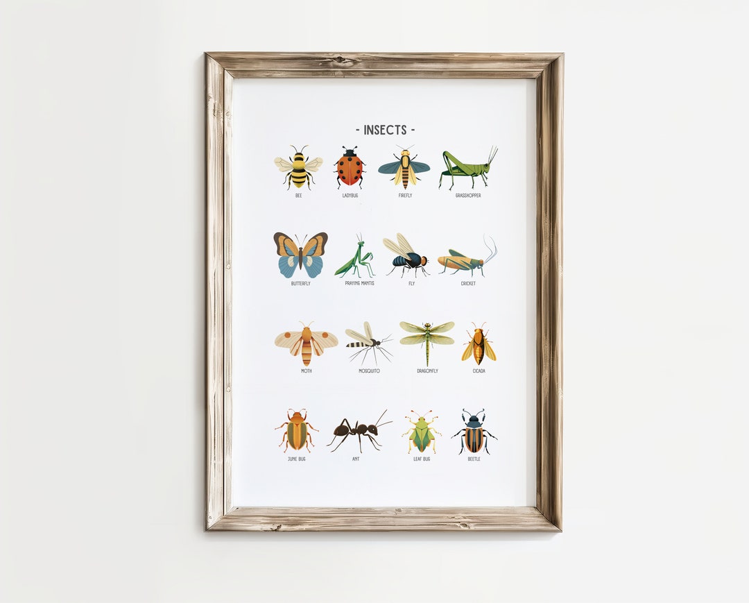 Insects Print, Bugs Poster, Educational Wall Art, Nature Homeschool ...