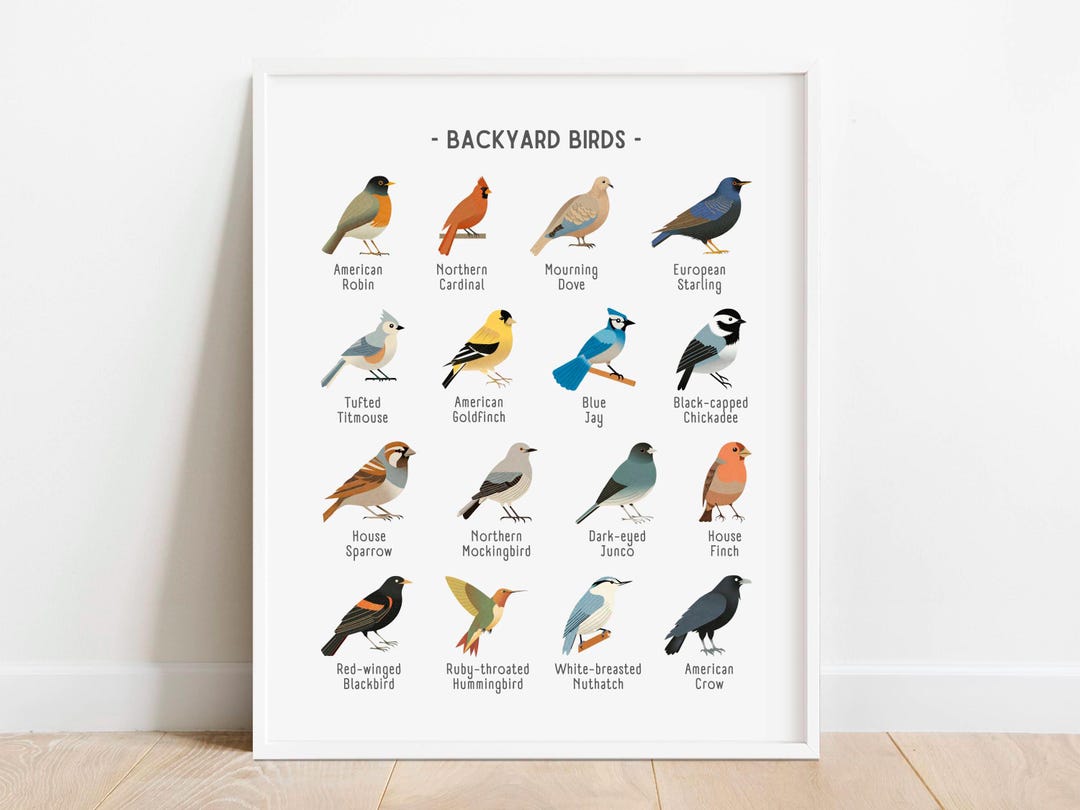 Backyard Birds Print, Bird Poster, Educational Wall Art, Nature ...