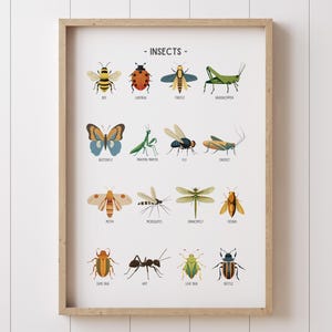 Insects Print, Bugs Poster, Educational Wall Art, Nature Homeschool ...