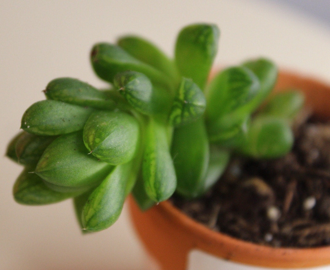 Haworthia Cymbiformis Obtusa 'alien Eggs' Succulent - Etsy