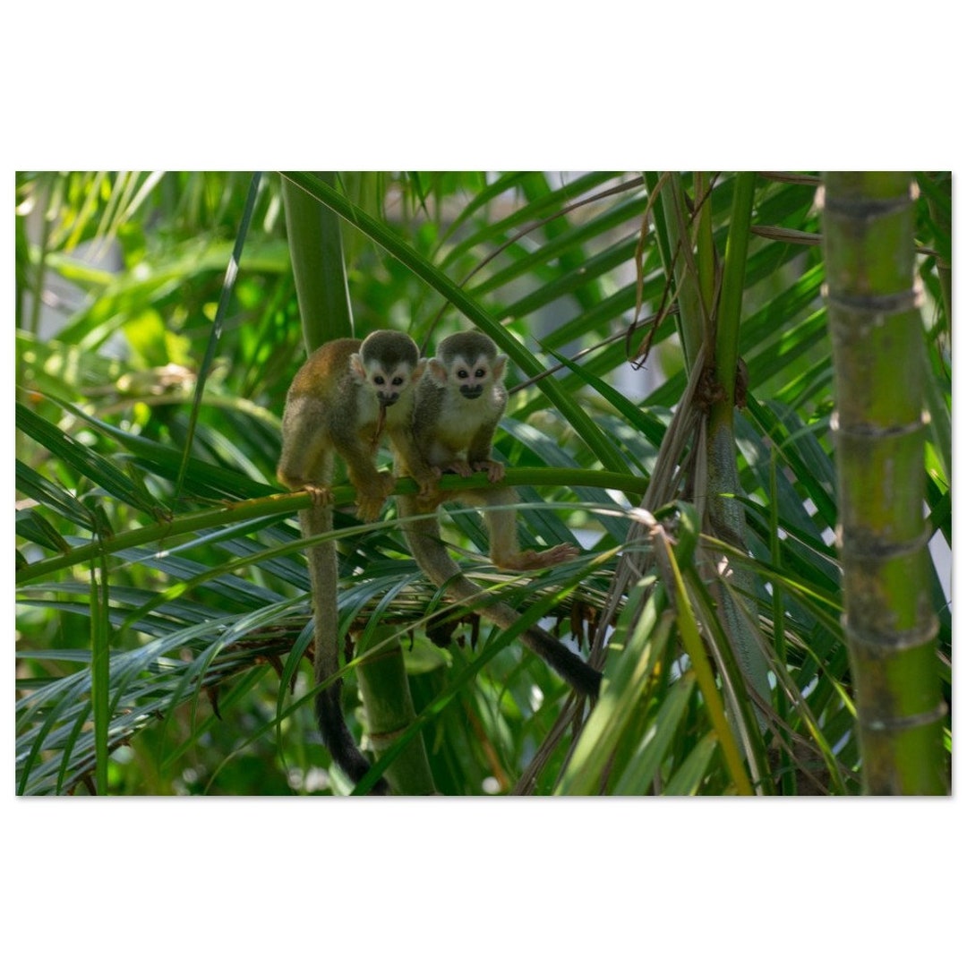 White Capuchin Monkeys Matte Paper Poster - Etsy