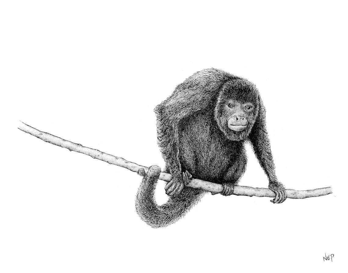 Fine Art Howler Monkey Print, Nature Wall Art, Scientific Illustration ...