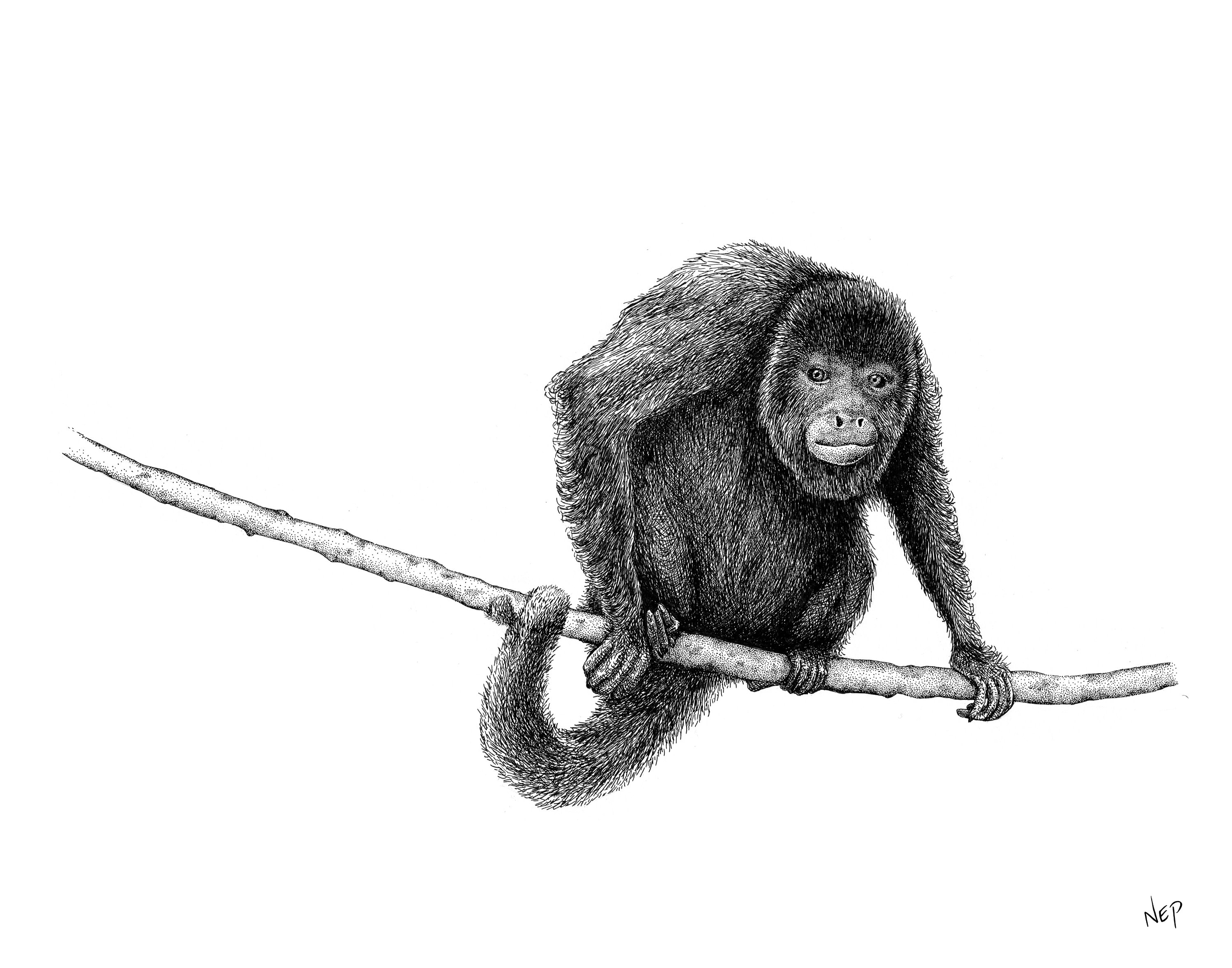 Fine Art Howler Monkey Print, Nature Wall Art, Scientific Illustration ...