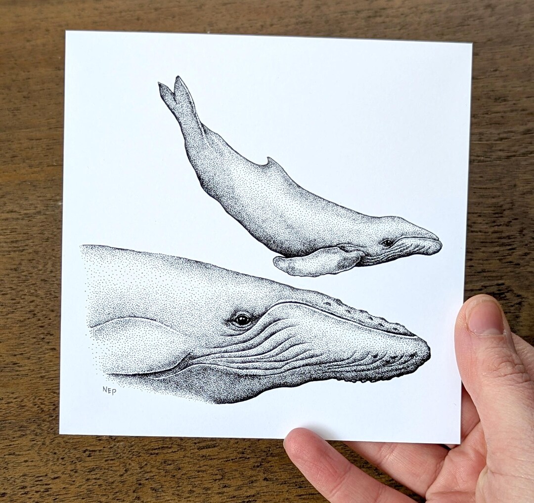 Humpback Whale Mother and Calf Fine Art Print - 5x5 Giclee Pen & Ink ...