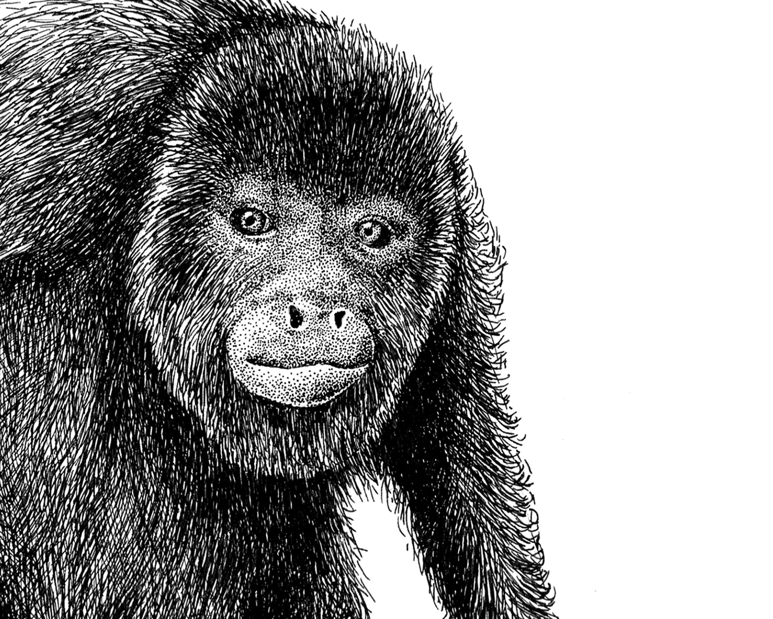 Fine Art Howler Monkey Print, Nature Wall Art, Scientific Illustration ...