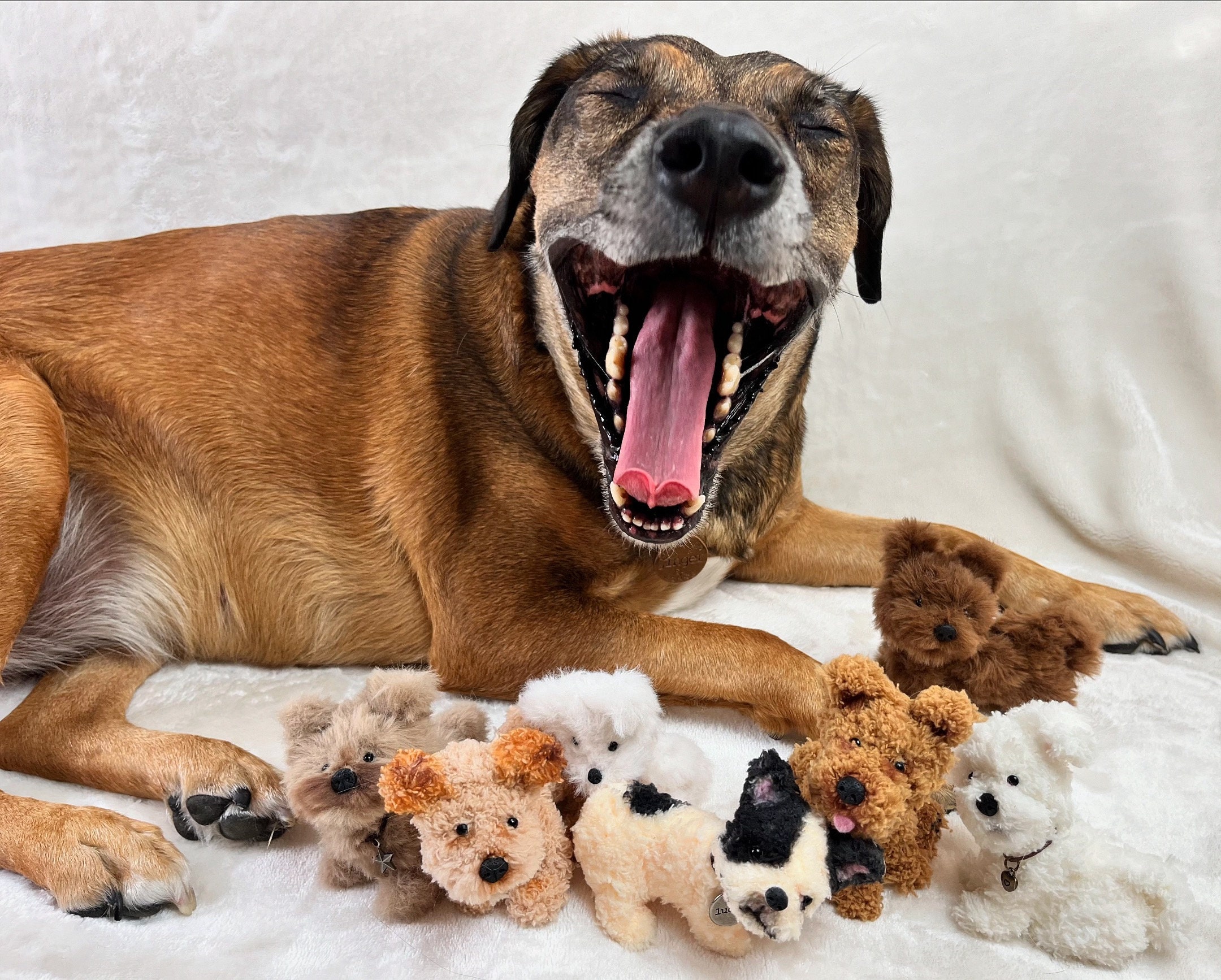 Floof Dog of the Month Club, Mutts, Mix Dogs, Doll Pets, Miniature Dogs ...