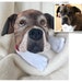 CUSTOM Boxer Replica, Boxer Stuffed Animal, Plush Boxer Dog, Custom ...